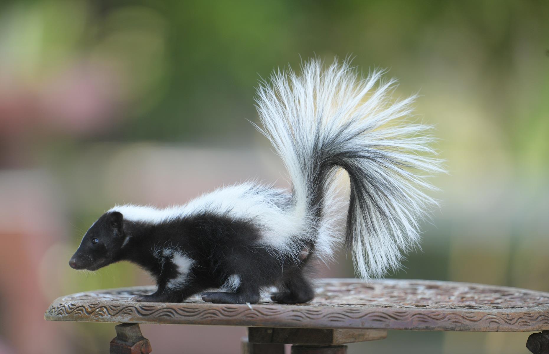13 animals you should be careful of in your backyard