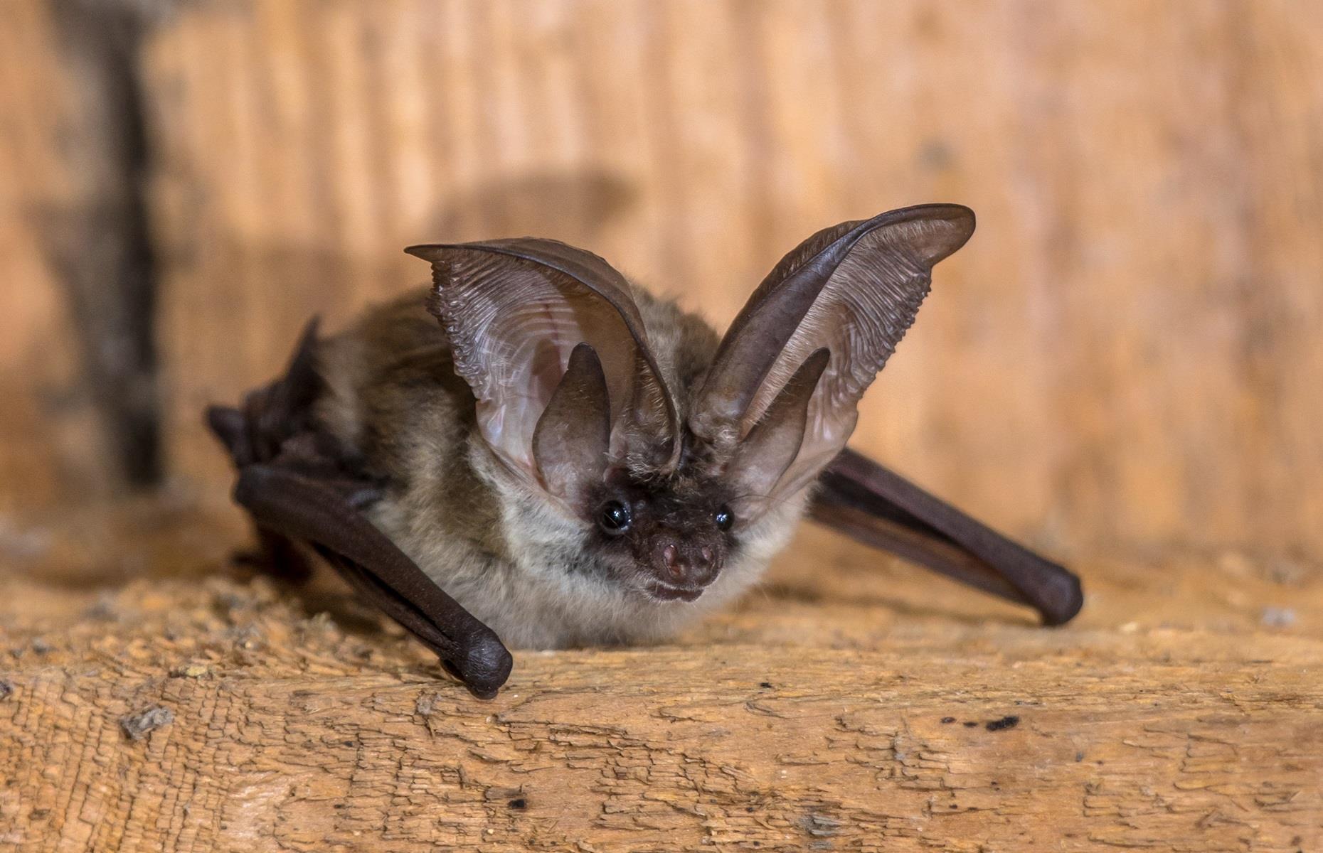 11 protected Canadian animals you might find in and around your home