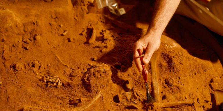 Scientists Found a 520-Million-Year-Old Miracle: a Fossil With Brains ...