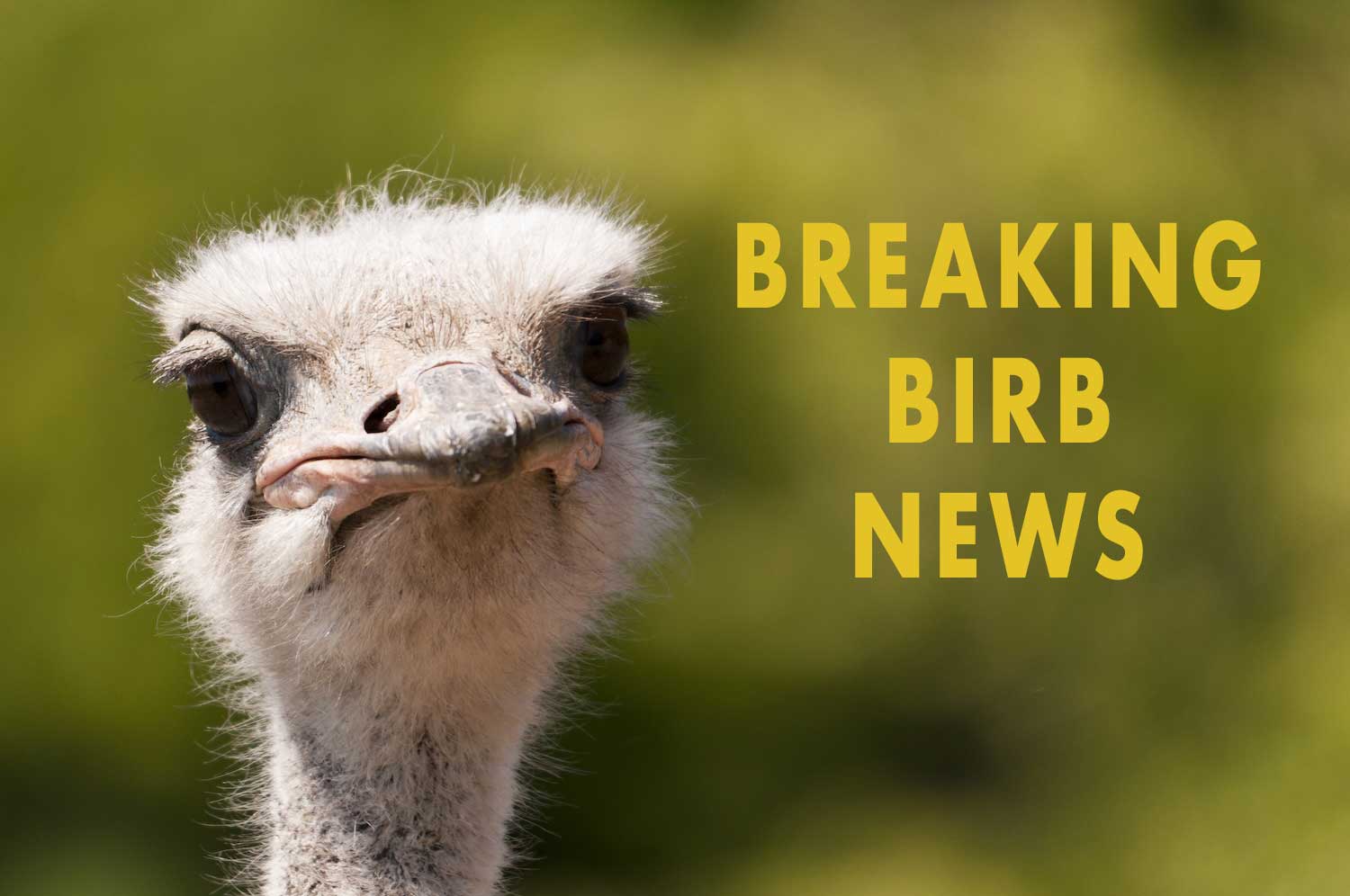 Bird-filled version of Nelly Furtado's "I'm Like a Bird" wins the ...