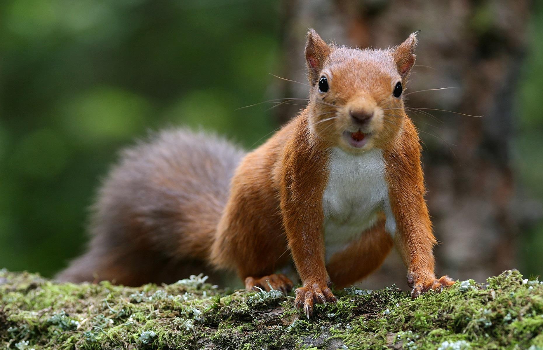 14 protected UK animals you might find around your home