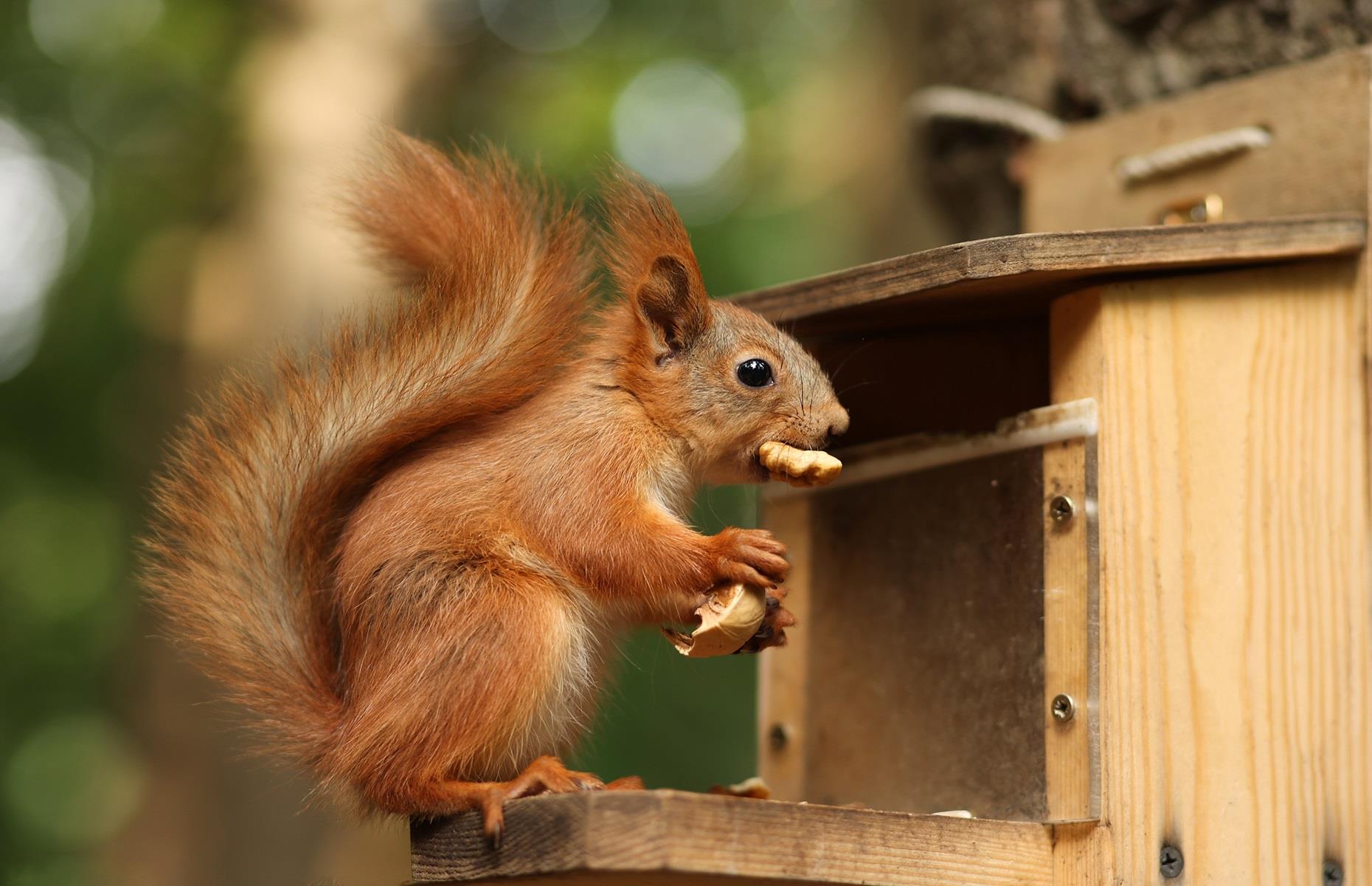 Be careful if these animals are in your garden