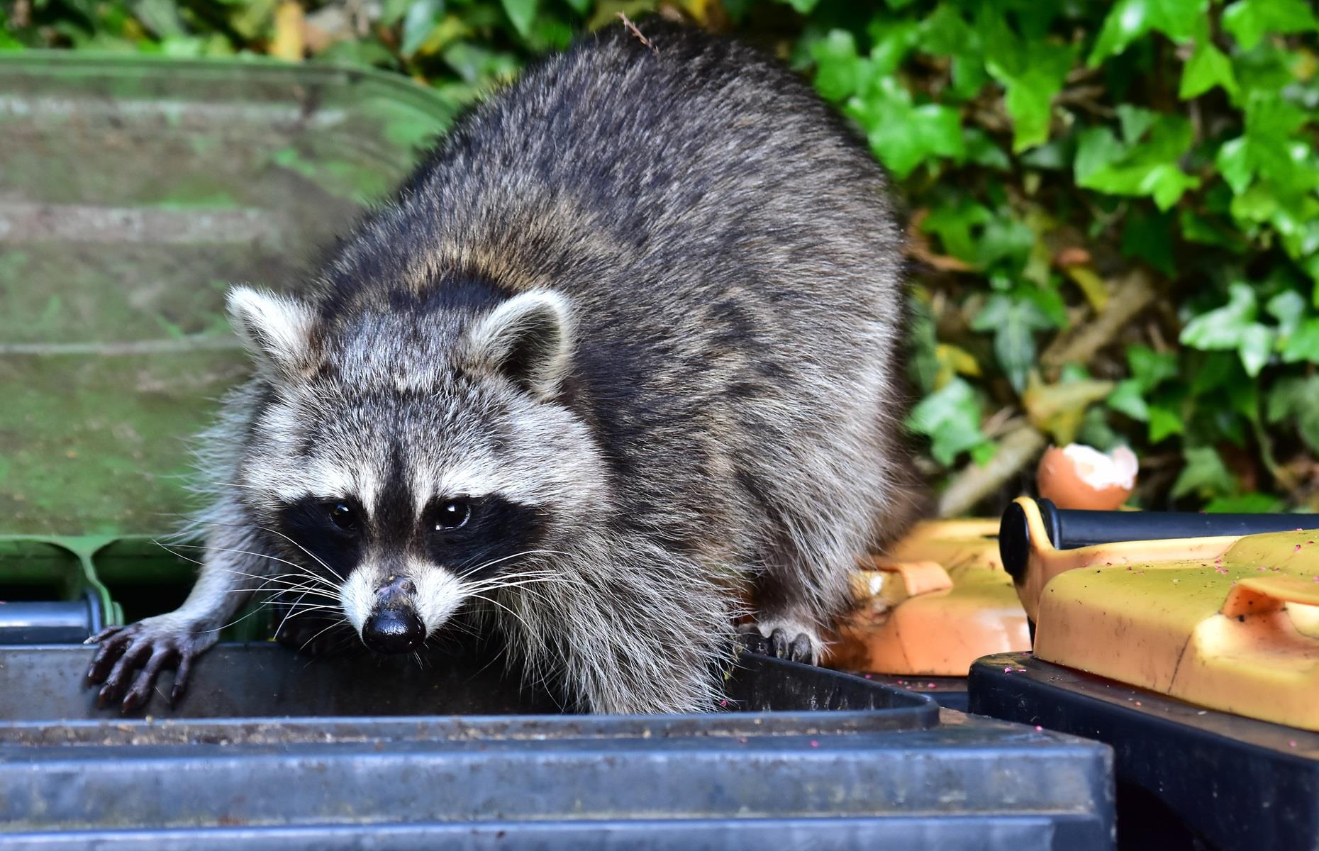 13 protected animals you might find near your home – and what to do ...