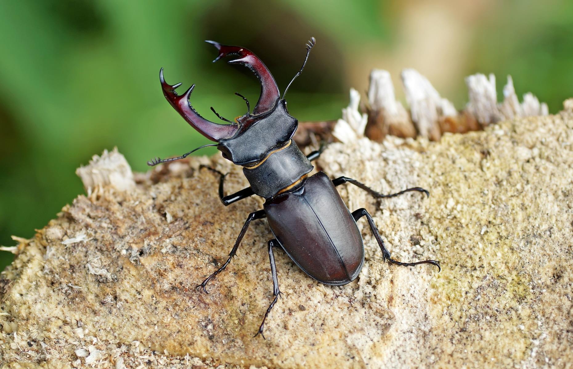 8 wild animals it's illegal to harm in Australia