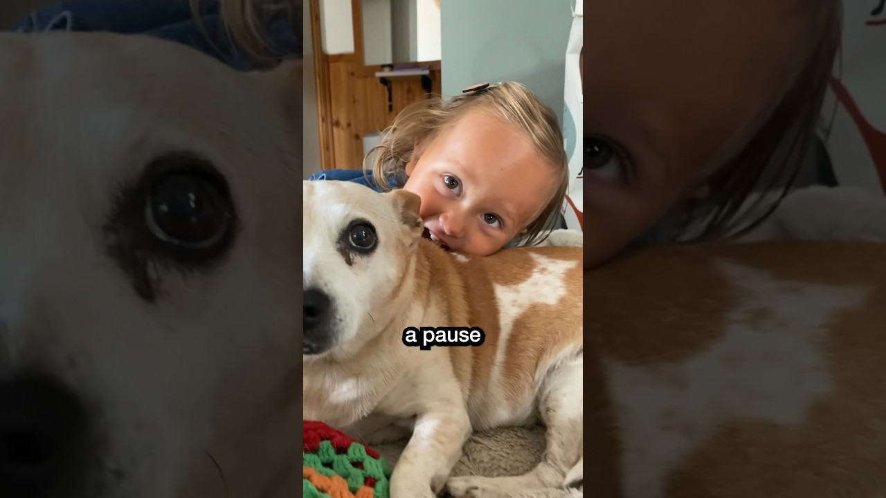 Welcoming our dog back into the family and countryside life