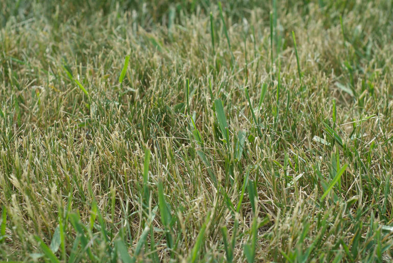How To Get Rid Of Crabgrass Growing In Your Lawn And Prevent It From ...
