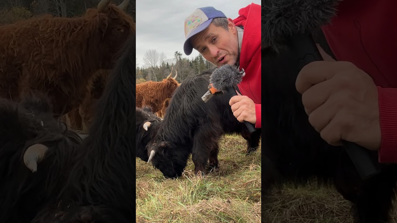 Violent Bulls Hate Red: A Colorful Farm Showdown