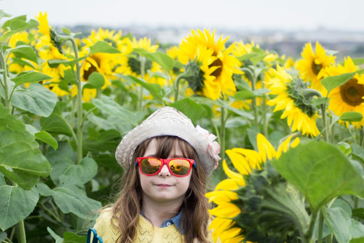 Sunflower Fields in Minnesota