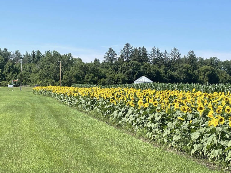 Sunflower Fields in Minnesota