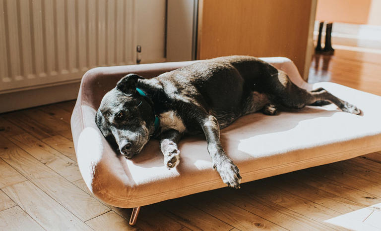 How to keep dogs cool over summer