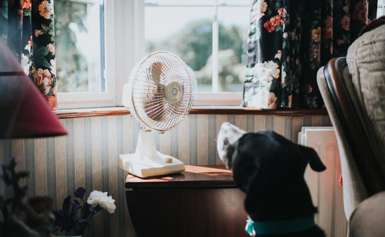 How to keep dogs cool over summer