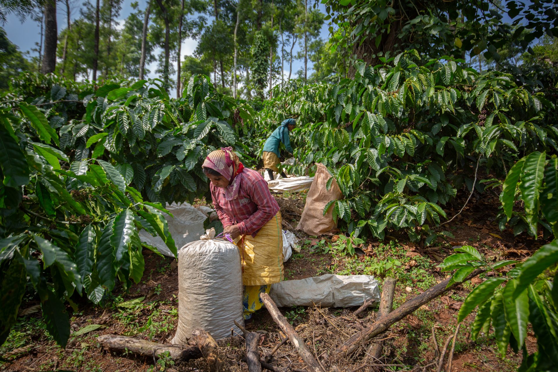 A tour around the world for the very best coffee