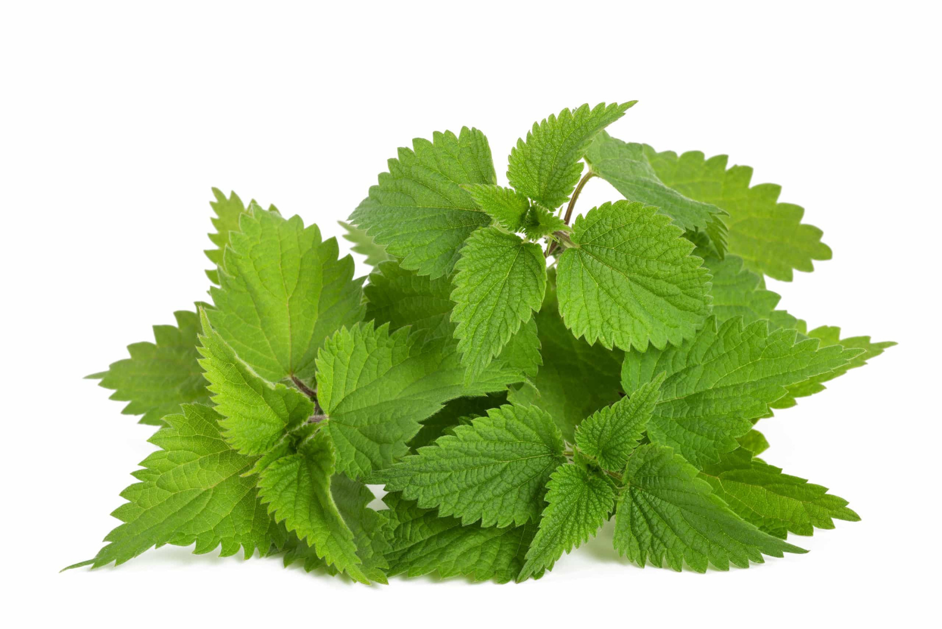 The unlikely benefits of stinging nettle