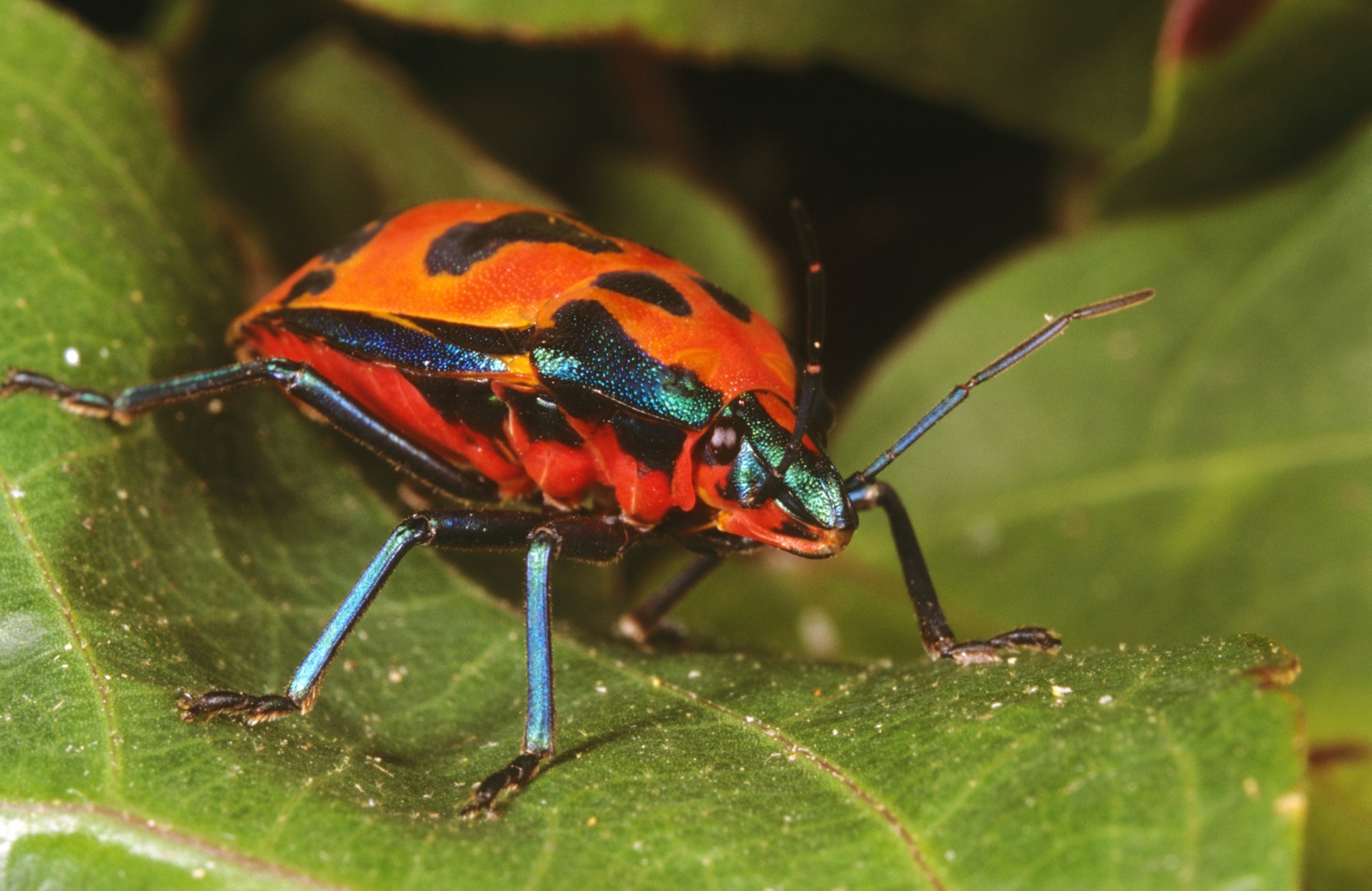 The surprising ways insects have been used in warfare throughout history