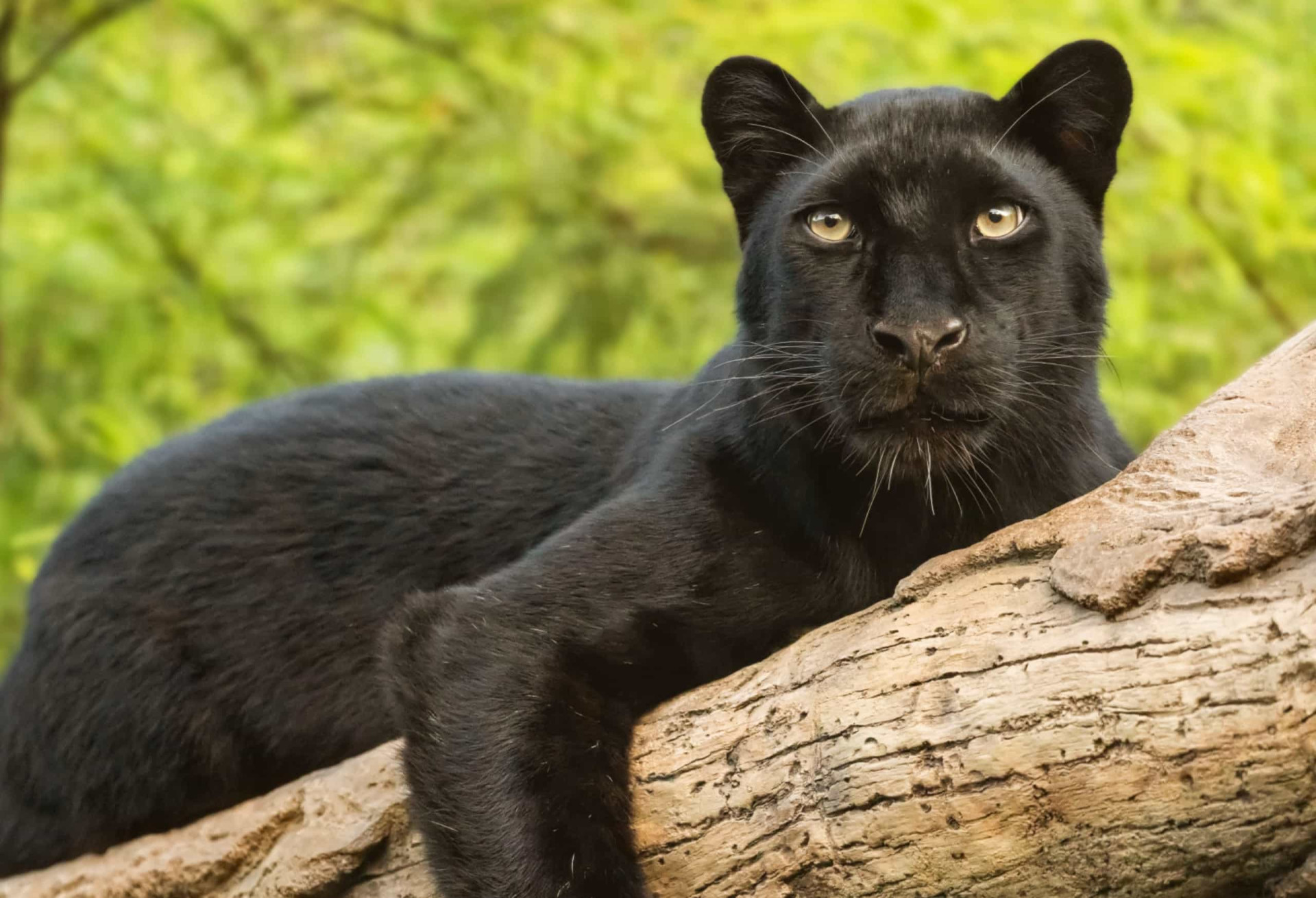 Wonder at the beauty of these all-black animals