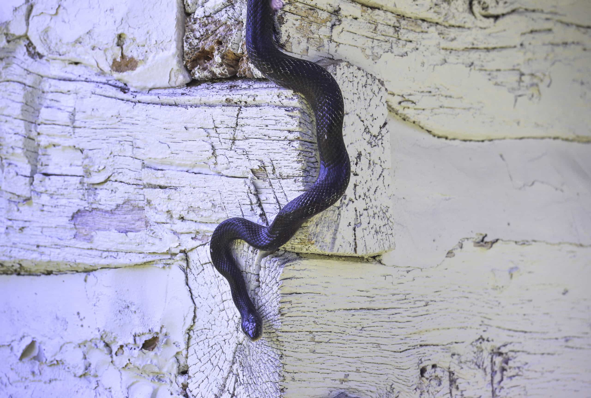 Wonder at the beauty of these all-black animals