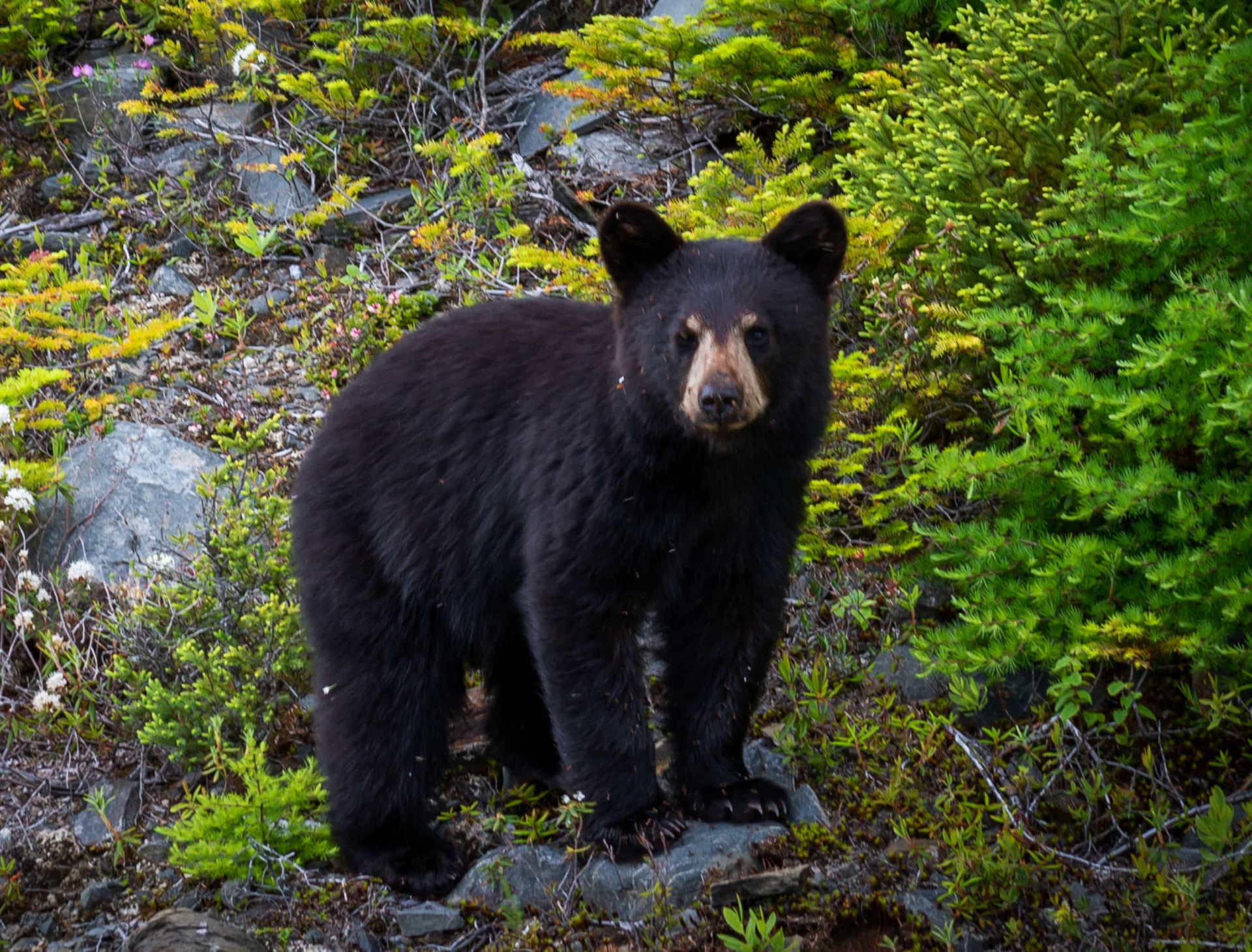 Wonder at the beauty of these all-black animals