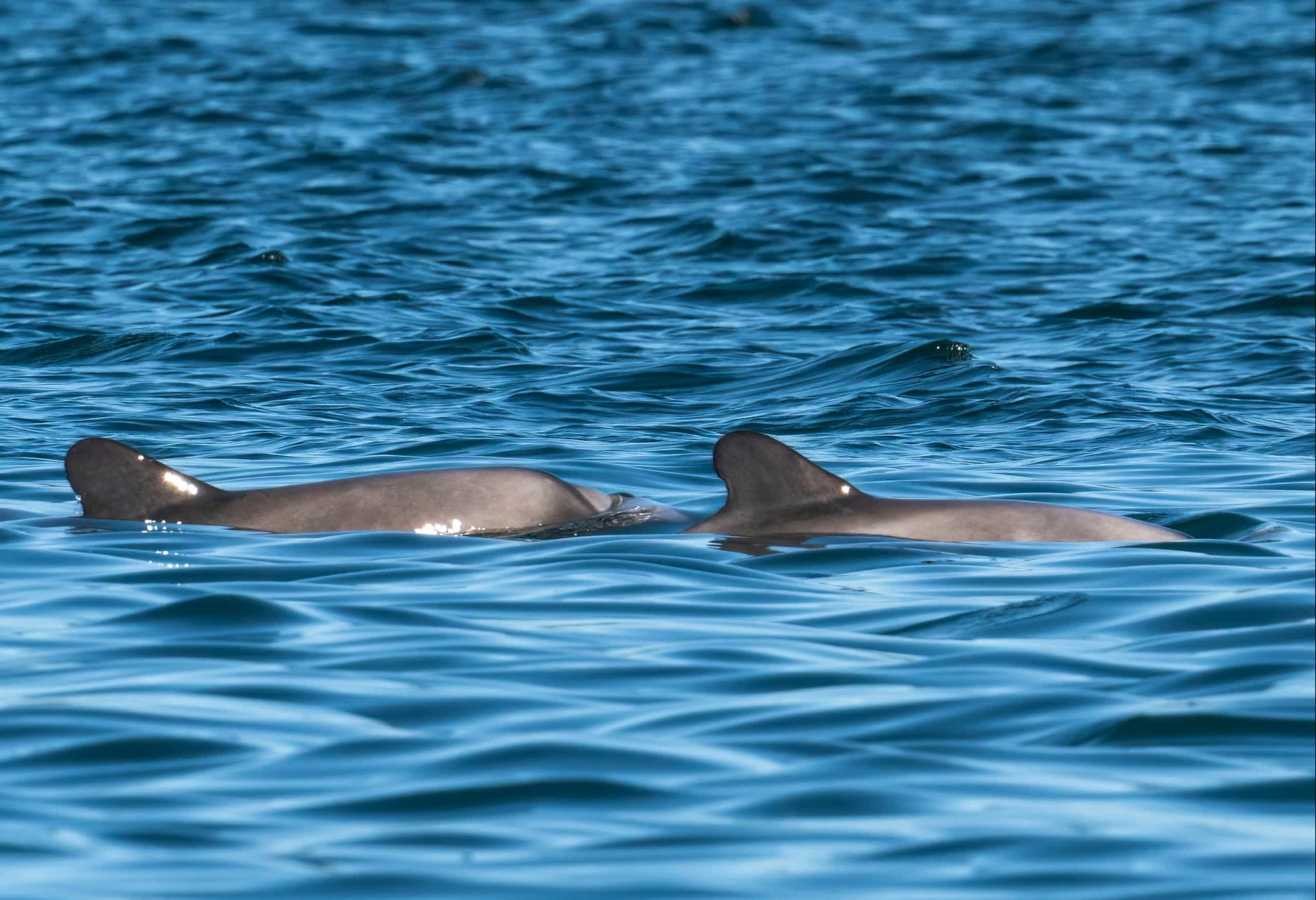 Wonder at the beauty of these all-black animals