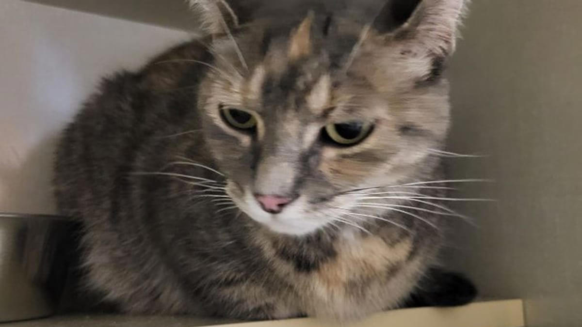 Kanada: Vermisste Katze taucht ein Jahr später wieder auf Kanada: Vermisste Katze taucht ein Jahr später wieder auf