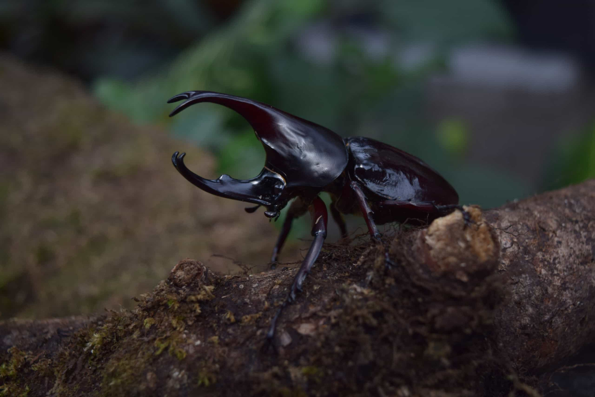 Wonder at the beauty of these all-black animals