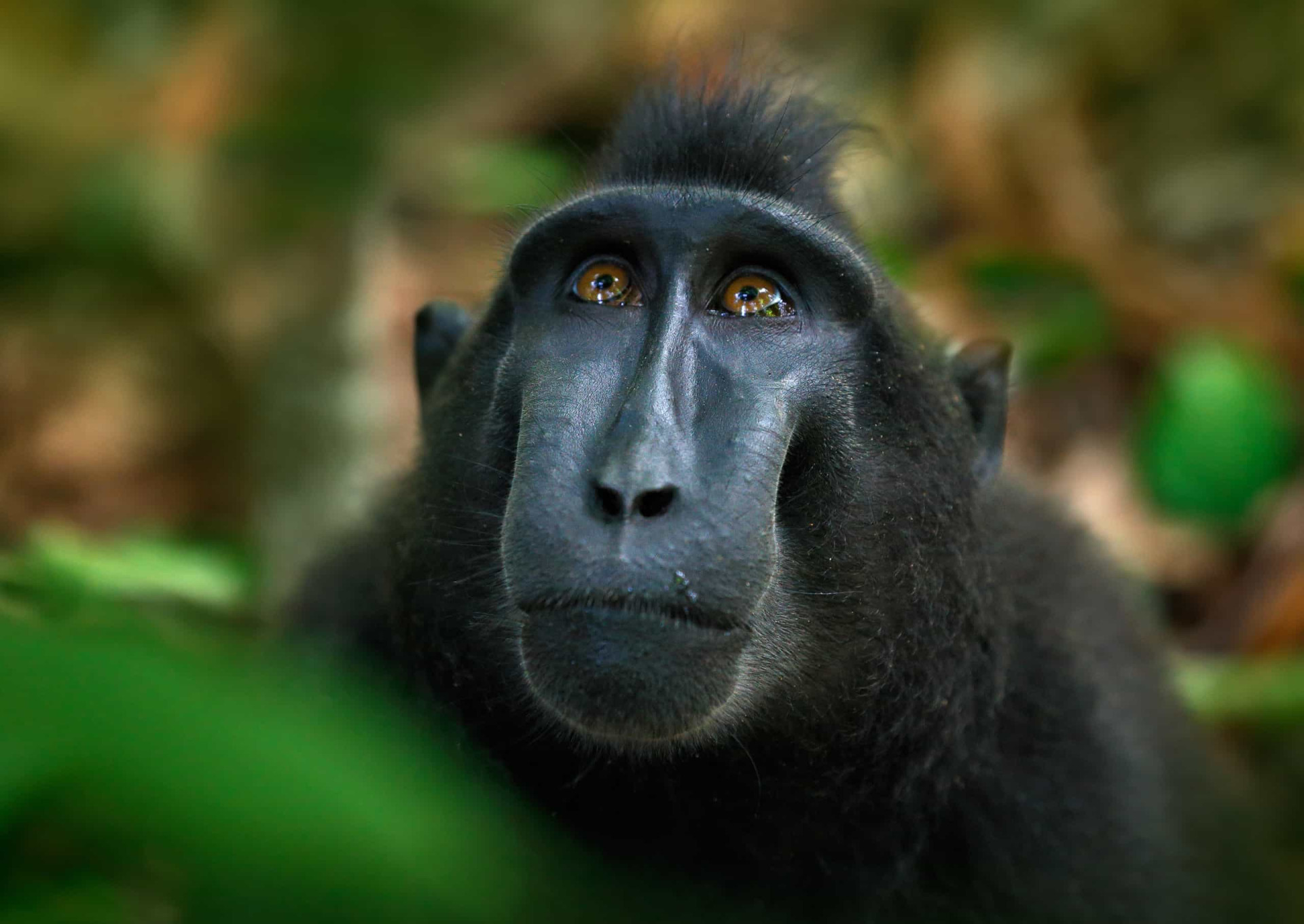 Wonder at the beauty of these all-black animals