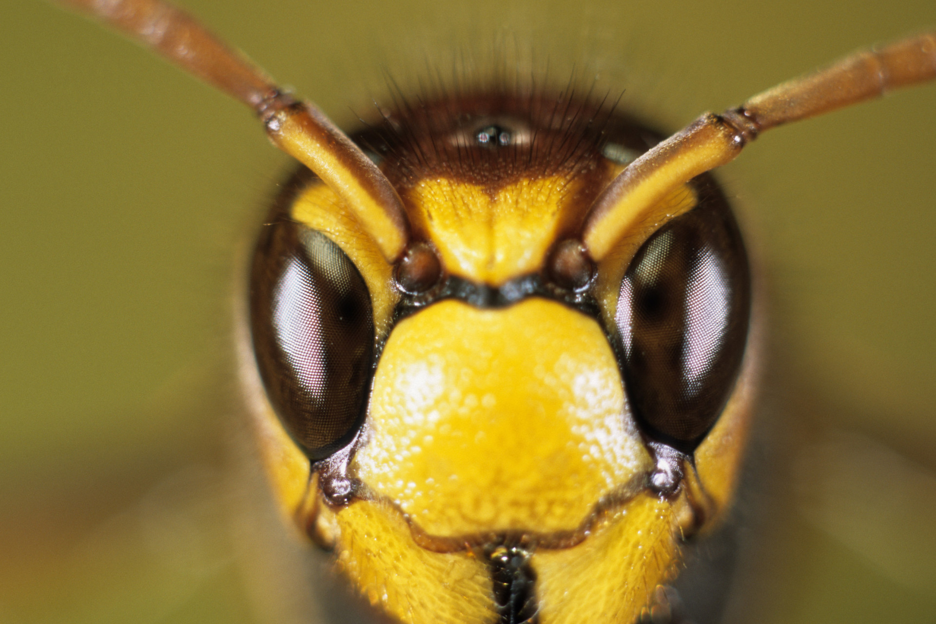 The surprising ways insects have been used in warfare throughout history