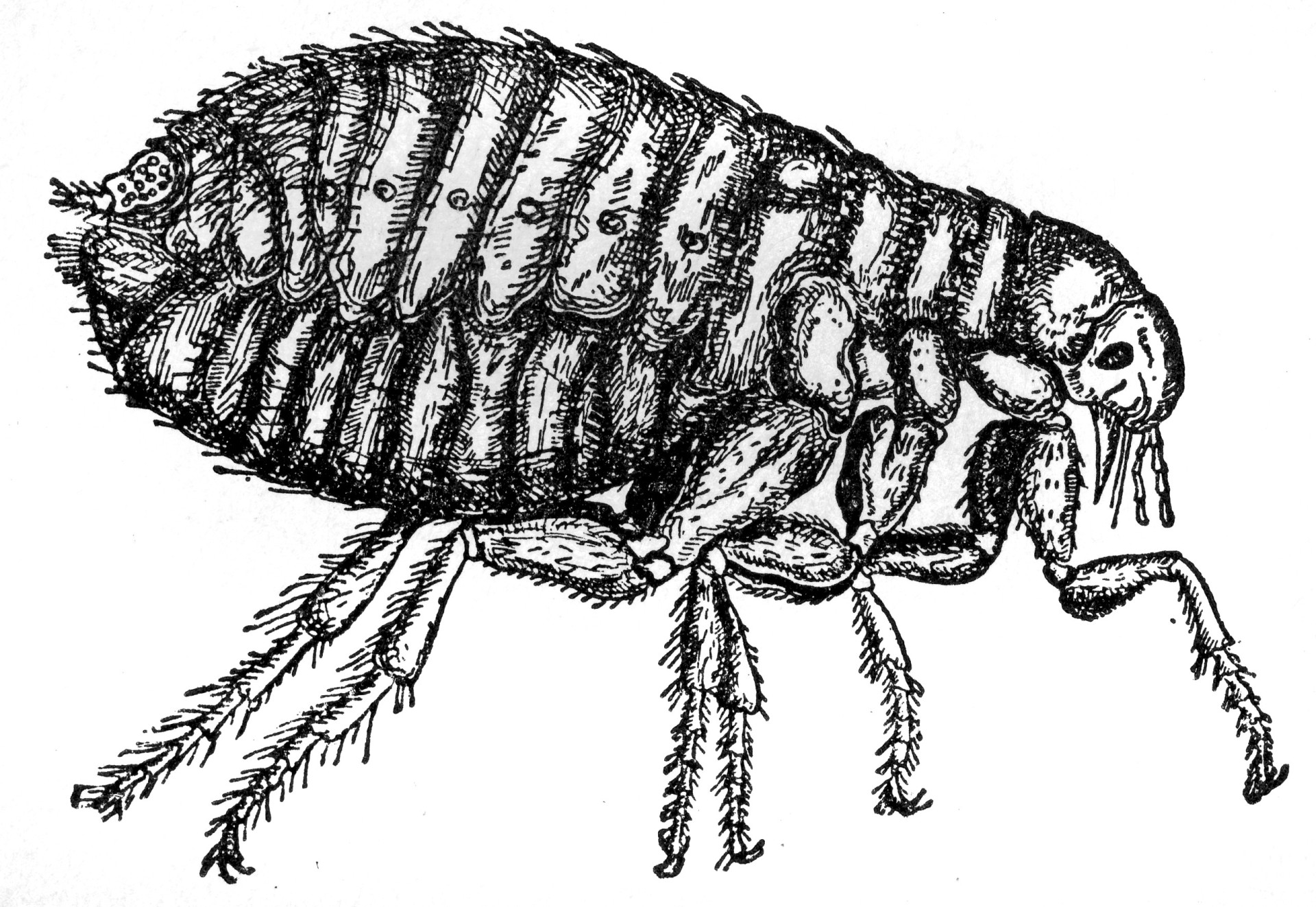 The surprising ways insects have been used in warfare throughout history