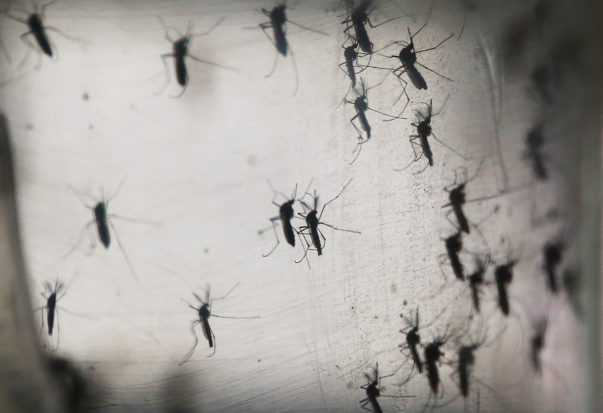 When insects became tools of war