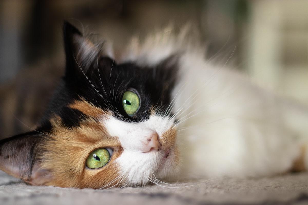 Calico Cat Stretches Just Like a True Yoga Master