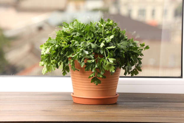 16 Delicious Herbs You Can Easily Grow in Your Kitchen 16 Delicious Herbs You Can Easily Grow in Your Kitchen