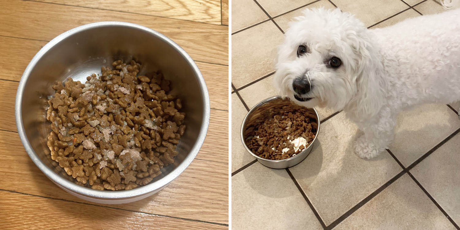 What experts want you to know about dog food