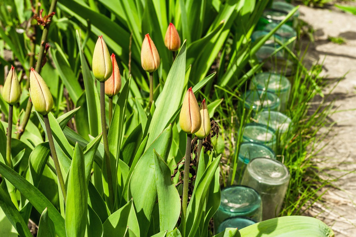 30 Best Garden Edging Ideas for Landscaping at All Budgets