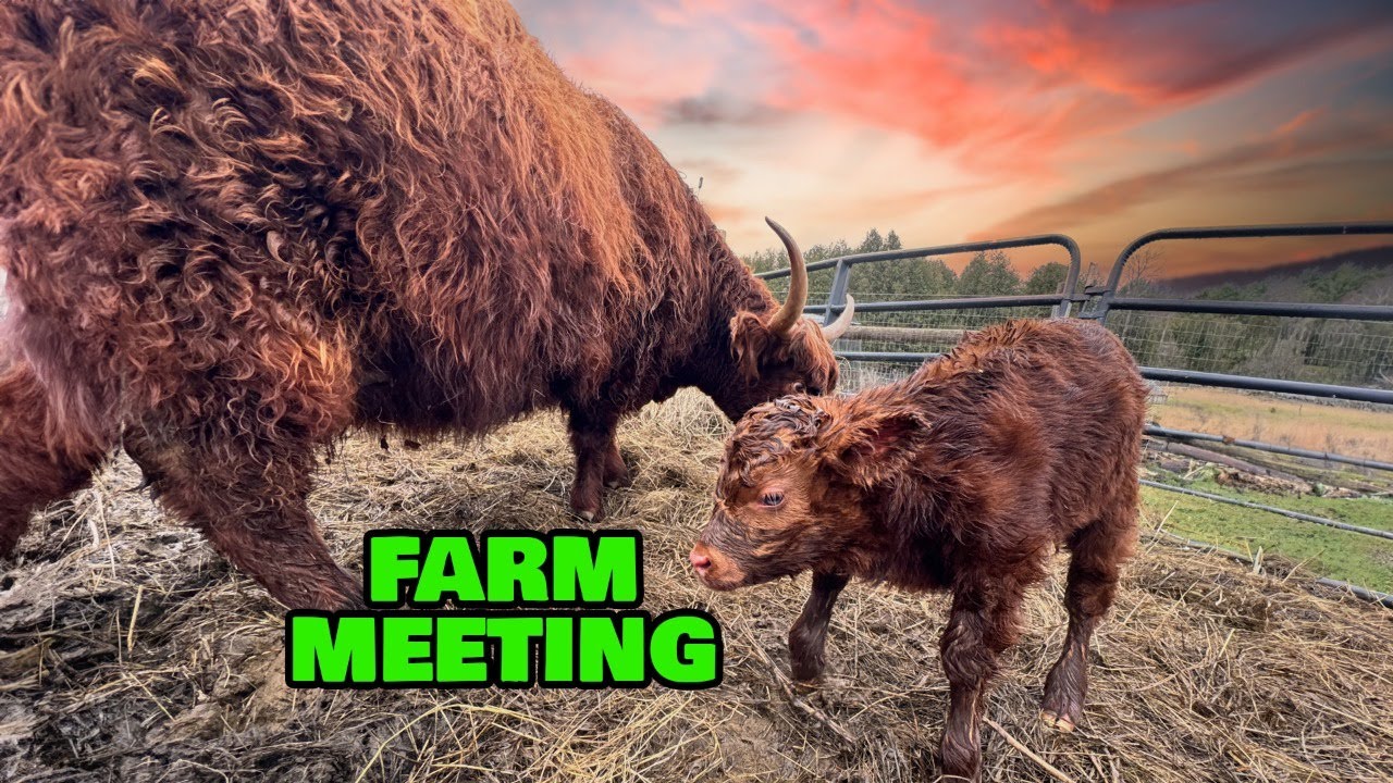 Calving Season Chaos: May Farm Meeting Updates