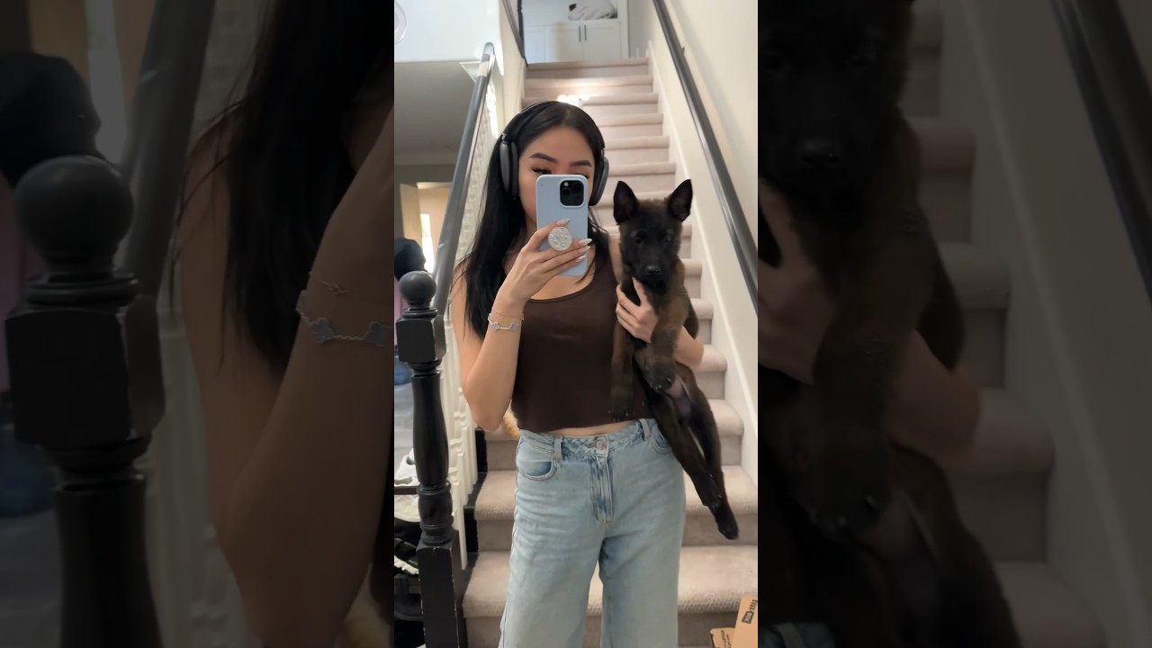 Watch My Cute Belgian Malinois Puppy Grow Up