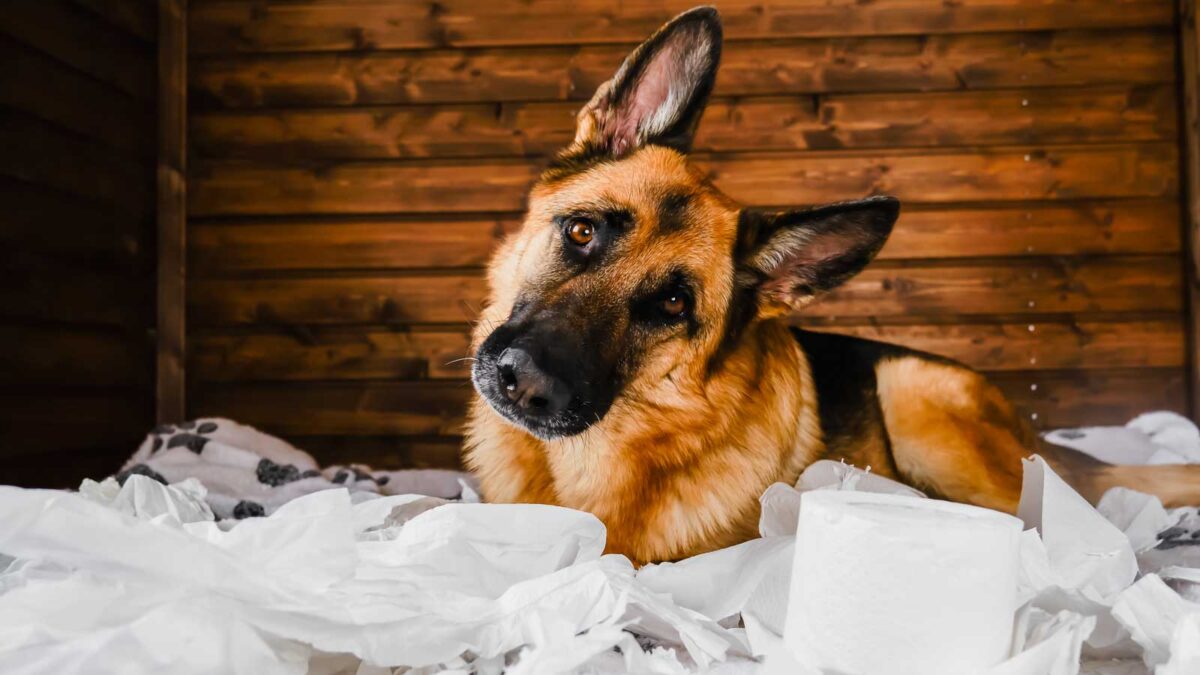 10 Dog breeds with serious attitude problems