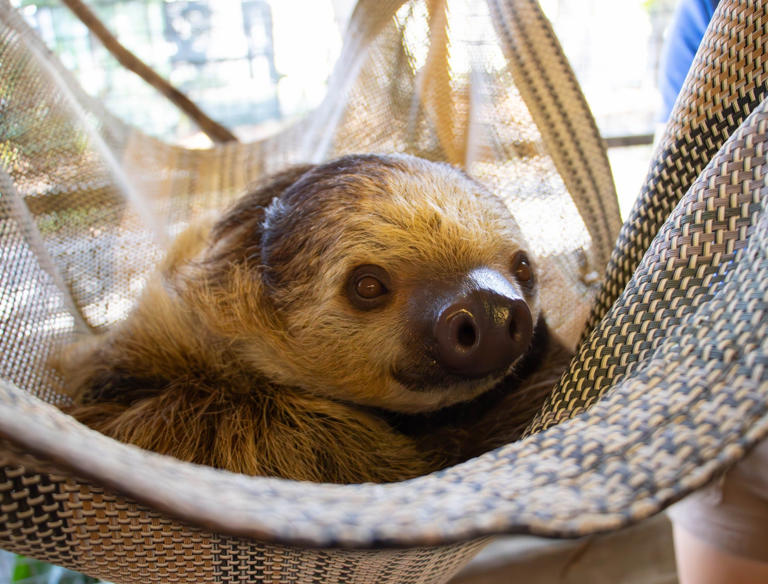 Jacksonville Zoo debuts new habitat, Sloth Crossing. Here's a preview.