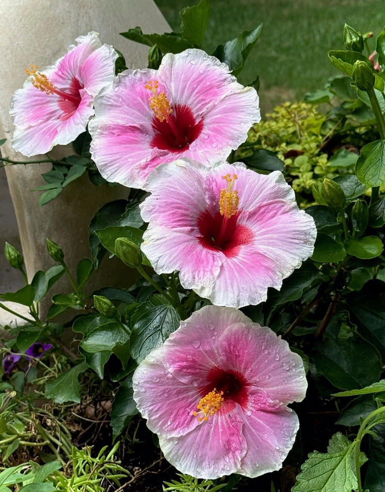 Need a new love for your garden? Try the Hollywood Hibuscus America's ...