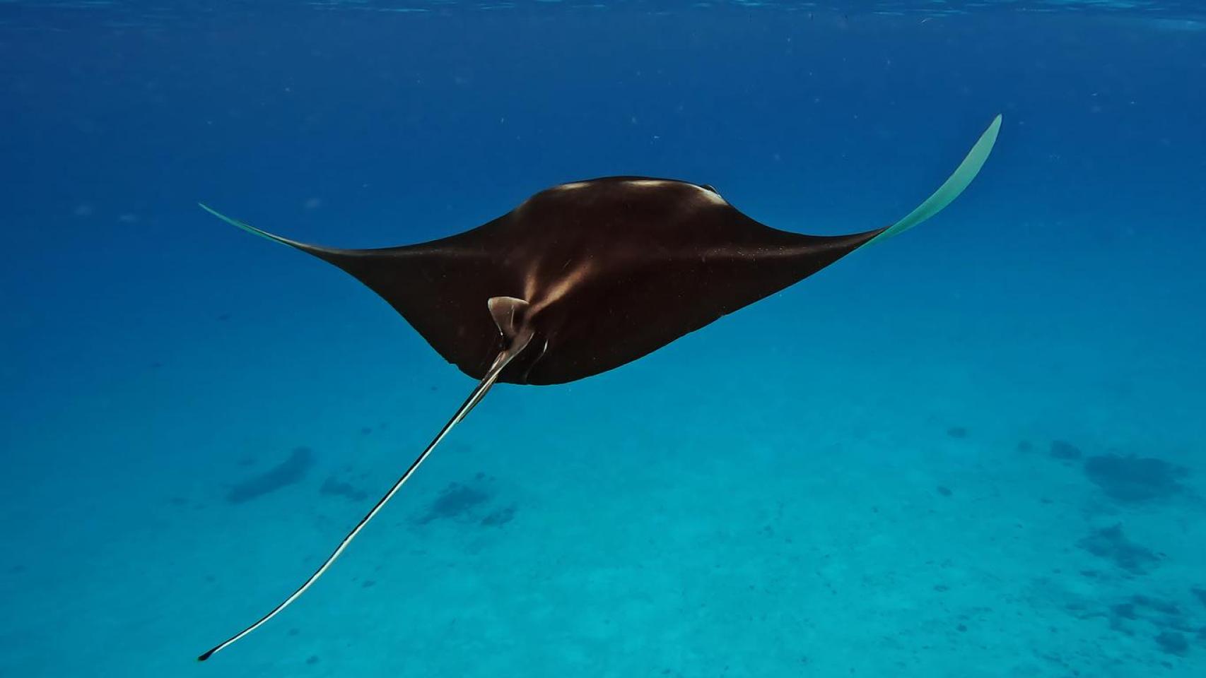 El misterio de la llegada de mantas rayas a las orillas de las playas ...