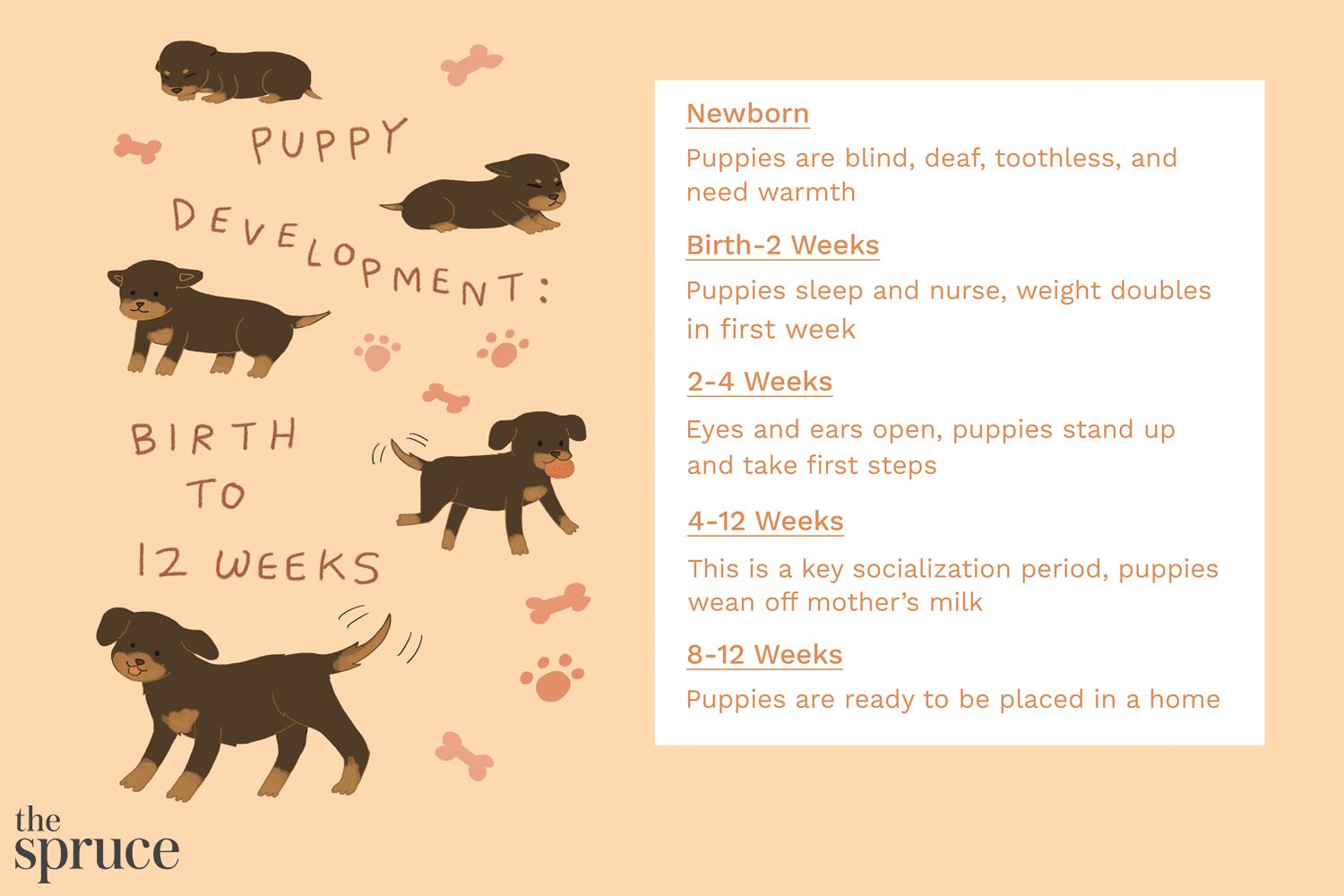 Puppy Development: When Do Puppies Open Their Eyes and Grow?