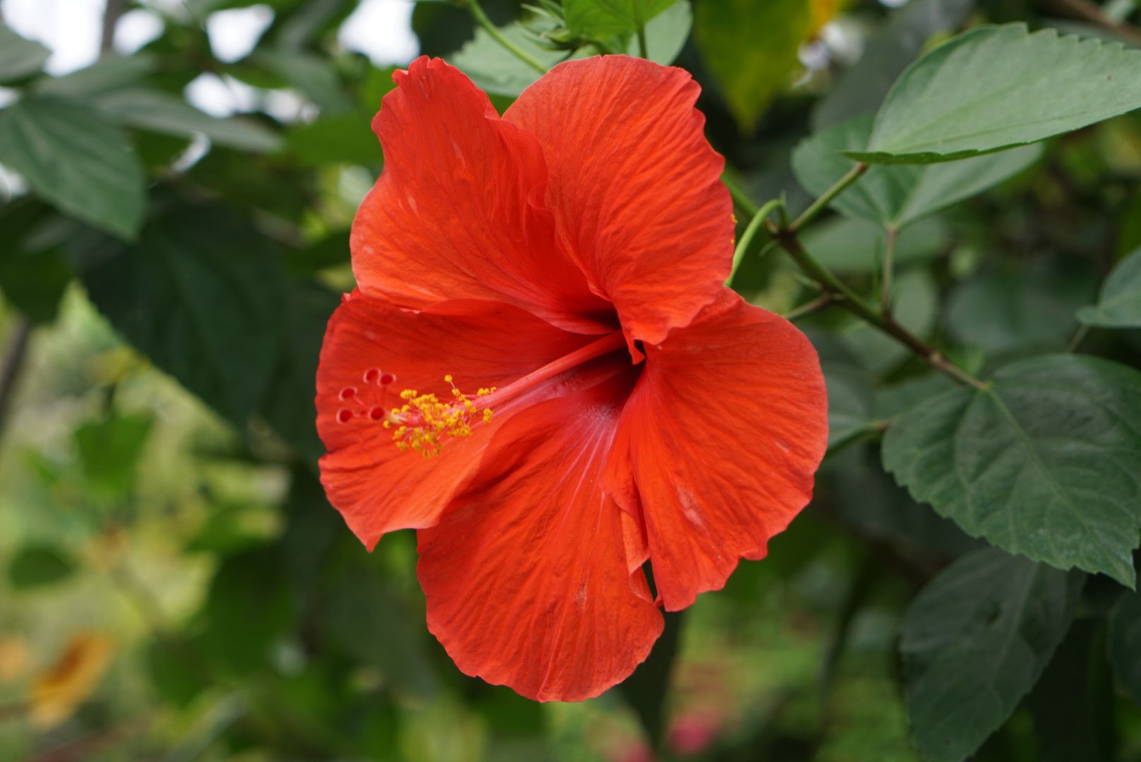 How to Grow and Care for Hibiscus