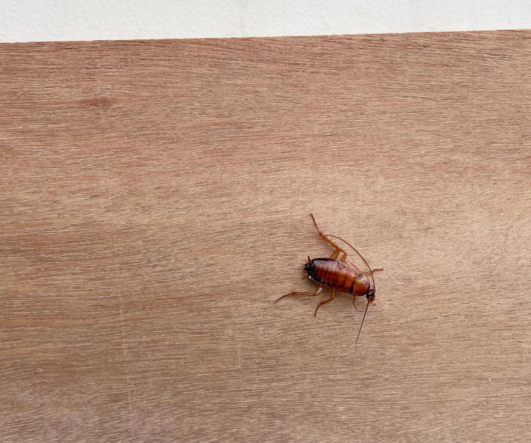 How to get rid of cockroaches in the bedroom fast without having to ...