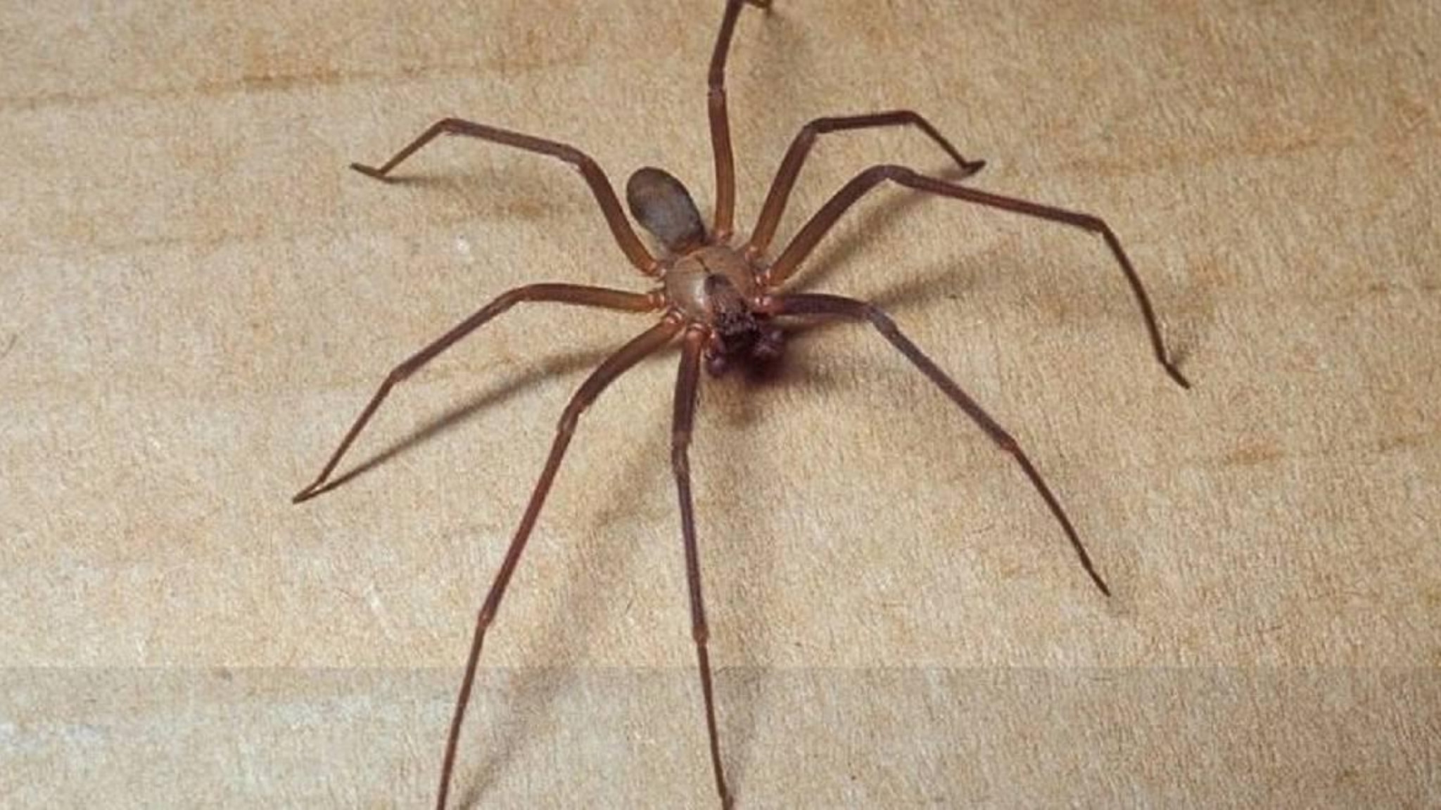 Bimbo di 4 anni morso da ragno violino e operato per necrosi. Cosa fare ...