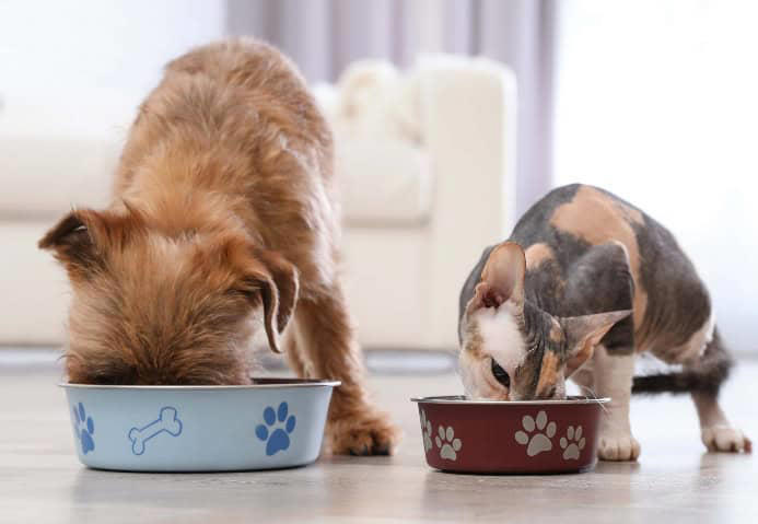 Cat person or dog person? Learn their traits to find your ideal pet