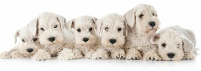 The ultimate Schnauzer dog breed guide: Find your perfect match