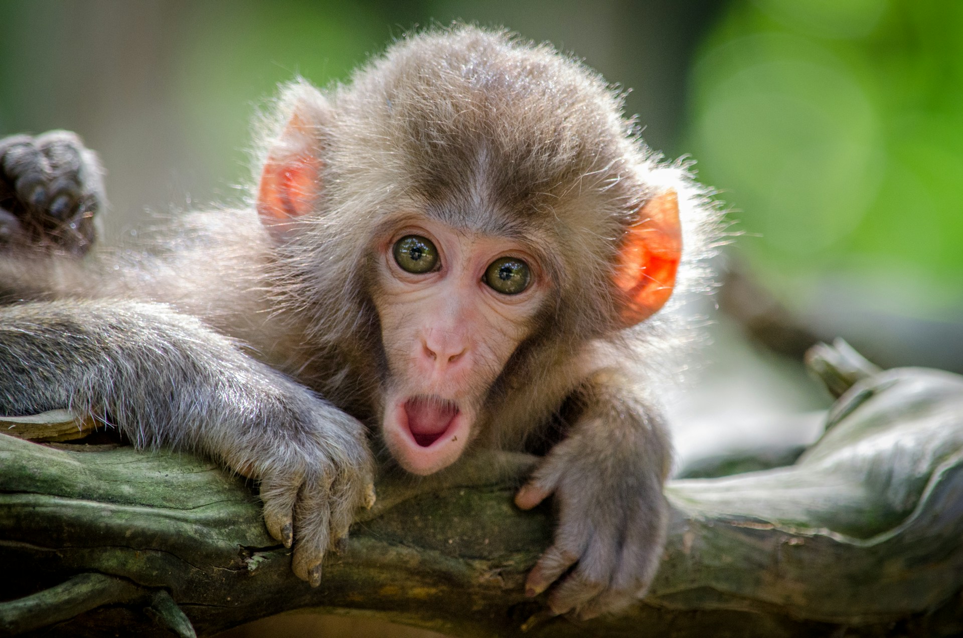 25 strange animal facts that will amaze you