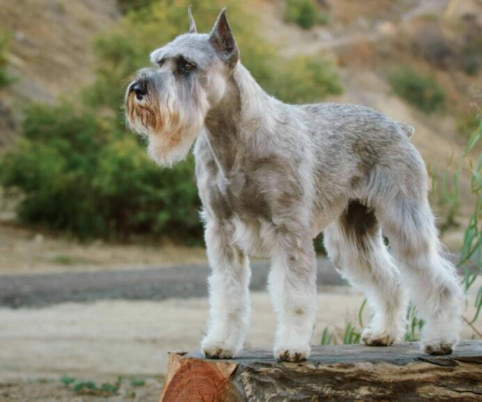 The ultimate Schnauzer dog breed guide: Find your perfect match