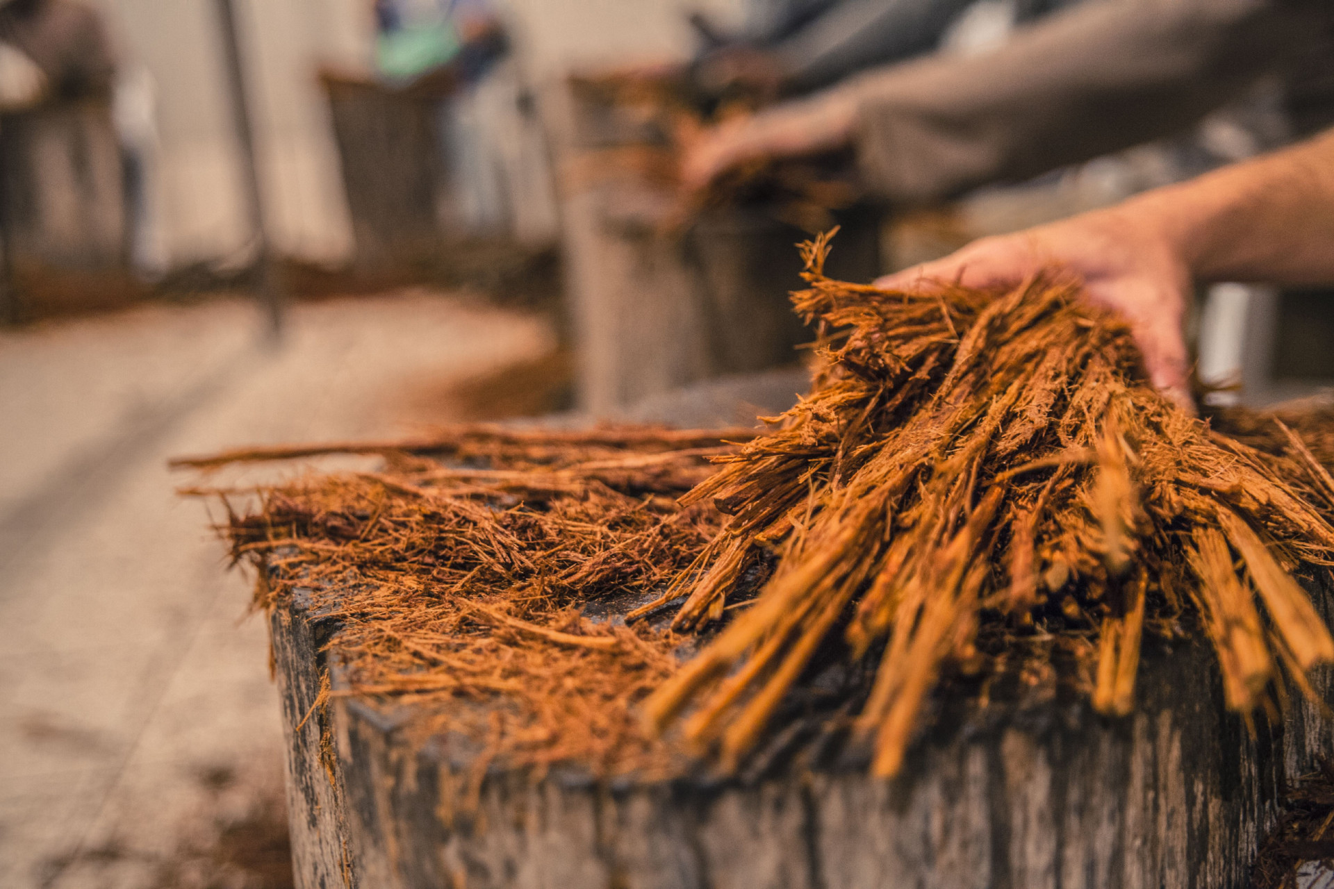 The rich history of the ancient ayahuasca tradition