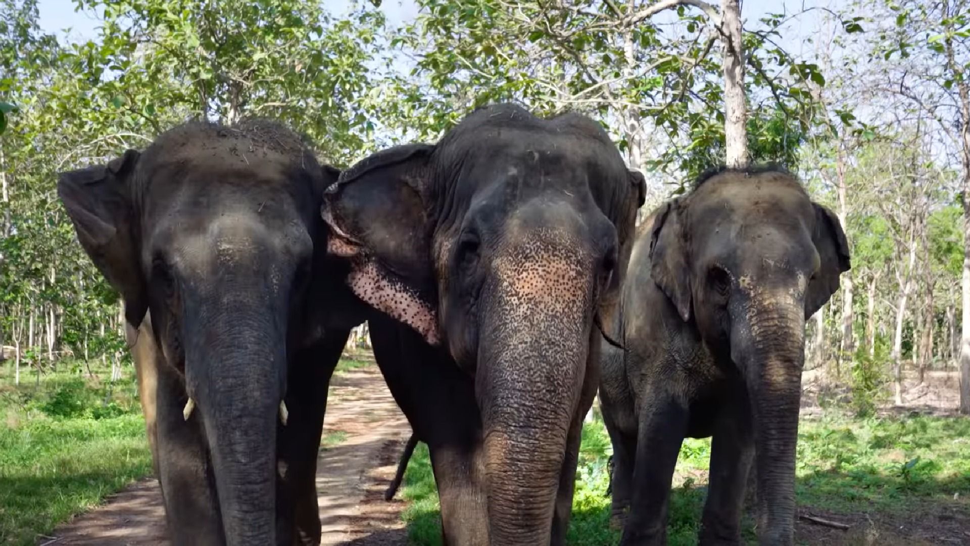 BREAKING: PM Modi Inaugurates Animal Rescue and Rehabilitation Centre ...