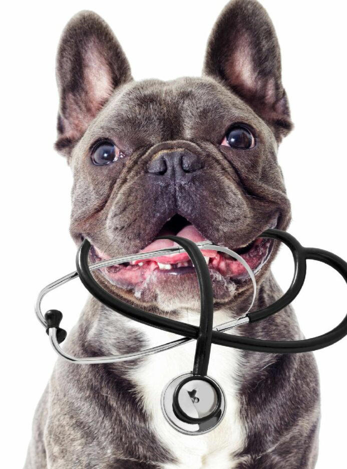 Roadmap to optimal dog health: Navigate from A to Z with confidence