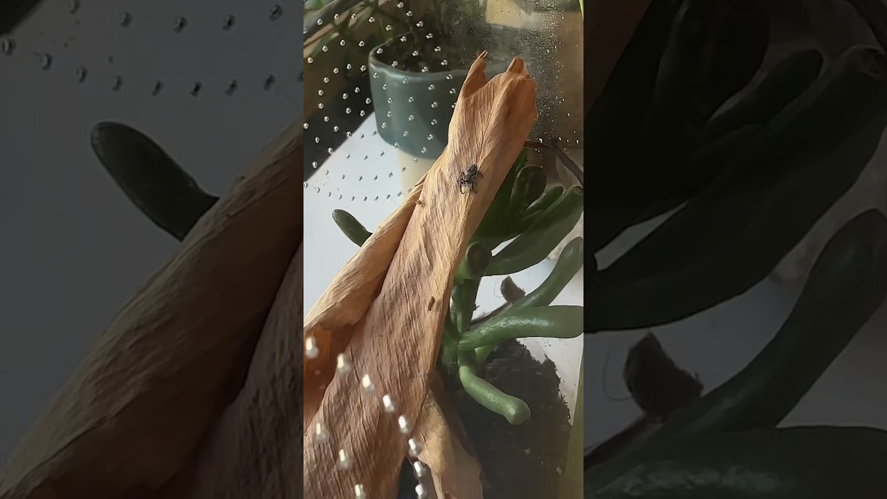 Capturing the world’s cutest spider through creative art